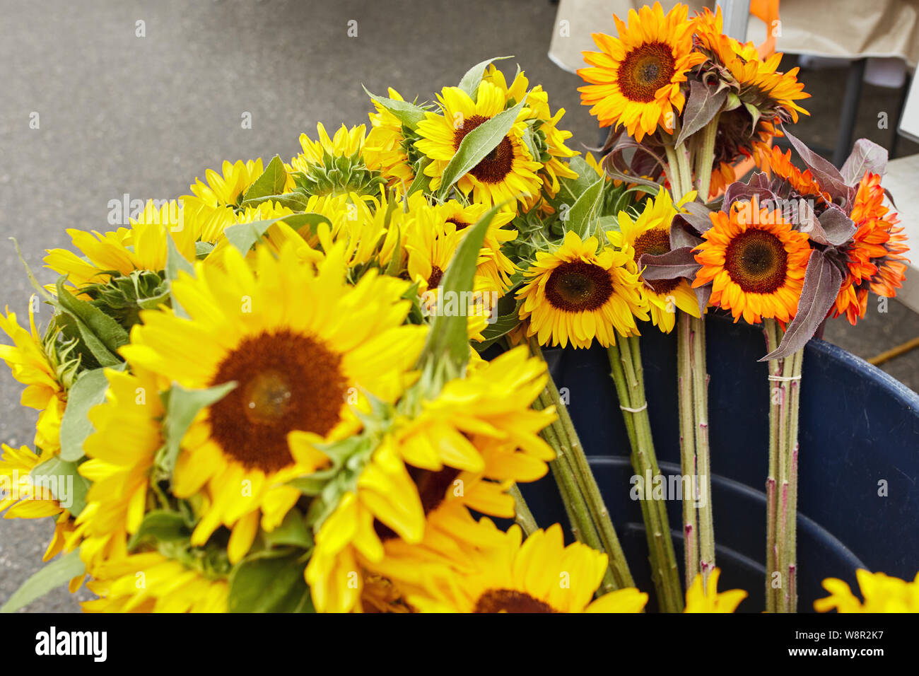 Bucket of sunflowers at market hi-res stock photography and images - Alamy