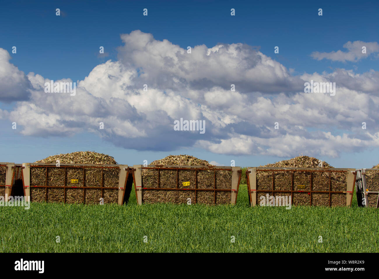 Harvested sugarcane in bins about to be transported by the light rail ...