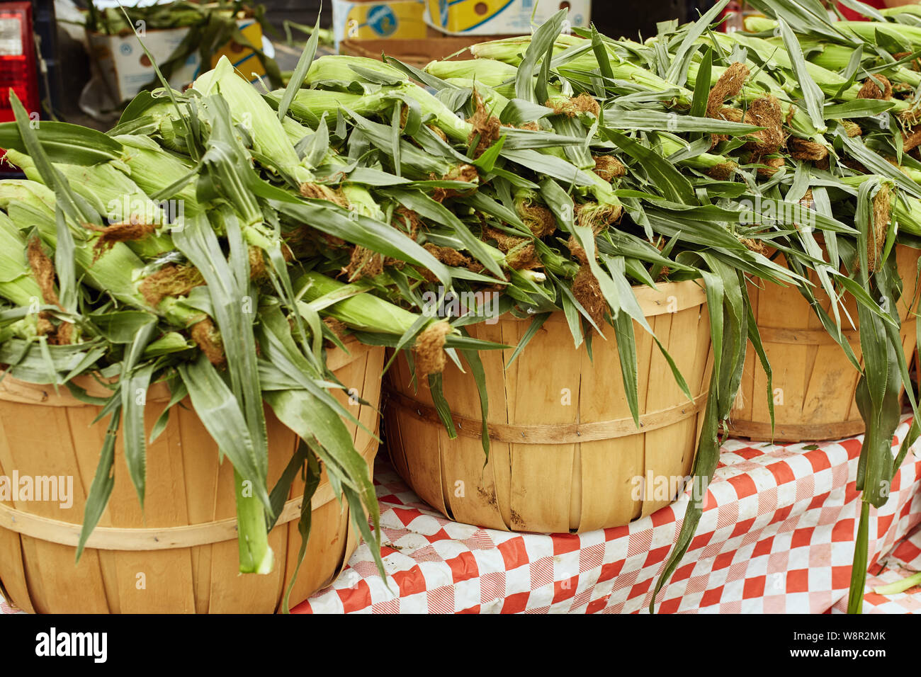 Buckets of fresh sweet corn on display for sale at a Farmers Market ...