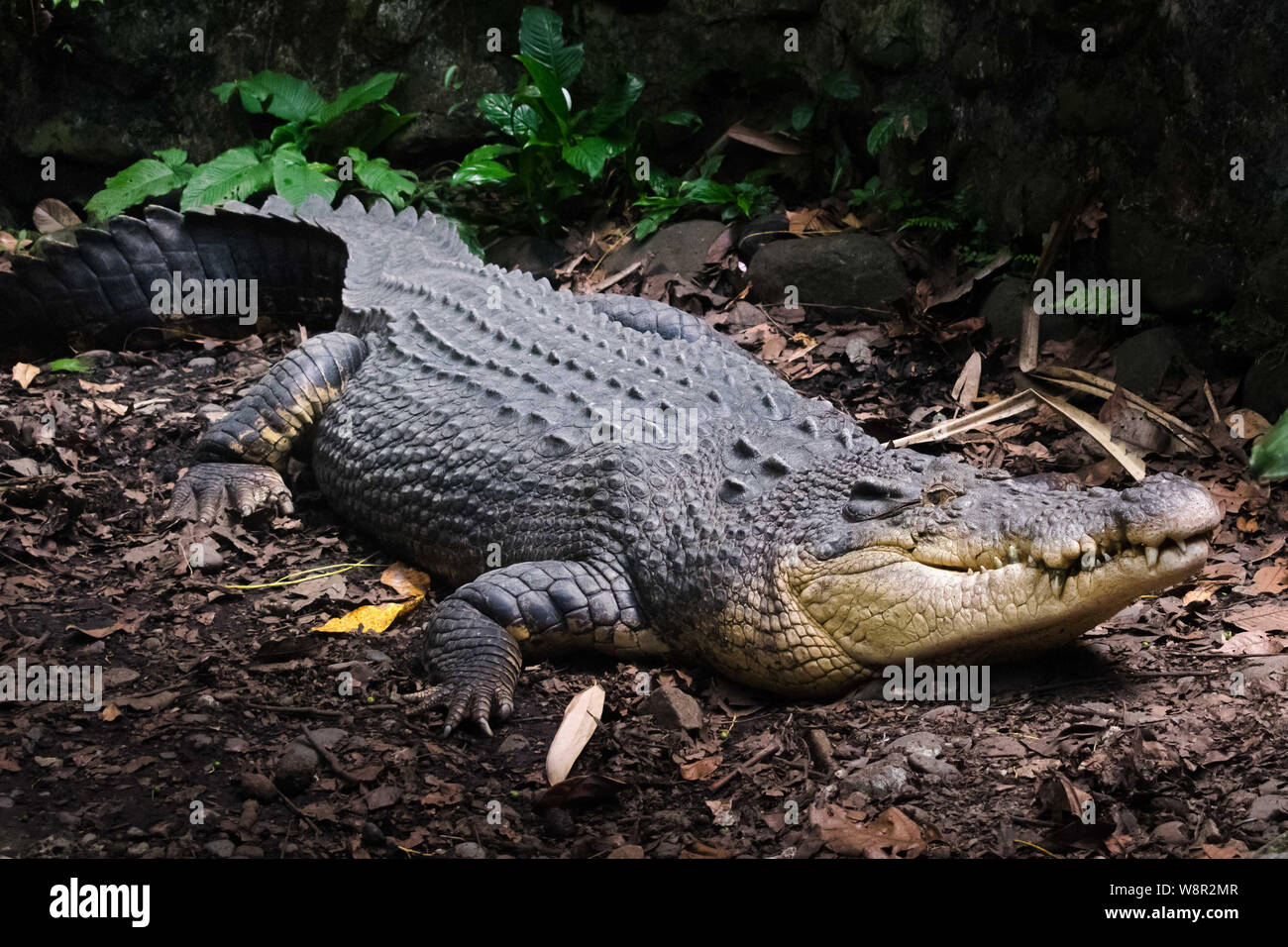 Sleeping crocodile hi-res stock photography and images - Alamy