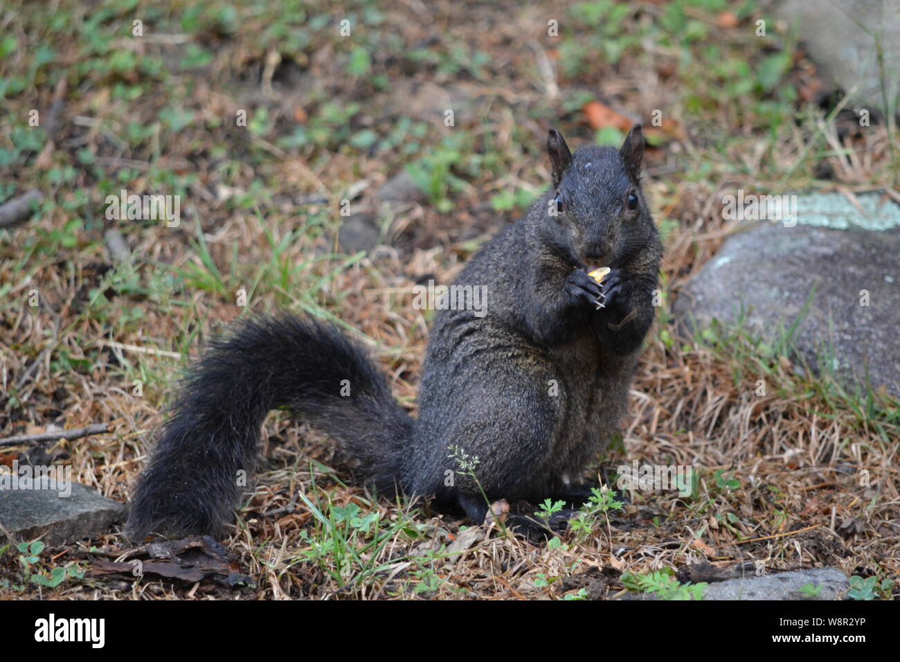 Black canadian squirrel eating Stock Photo - Alamy