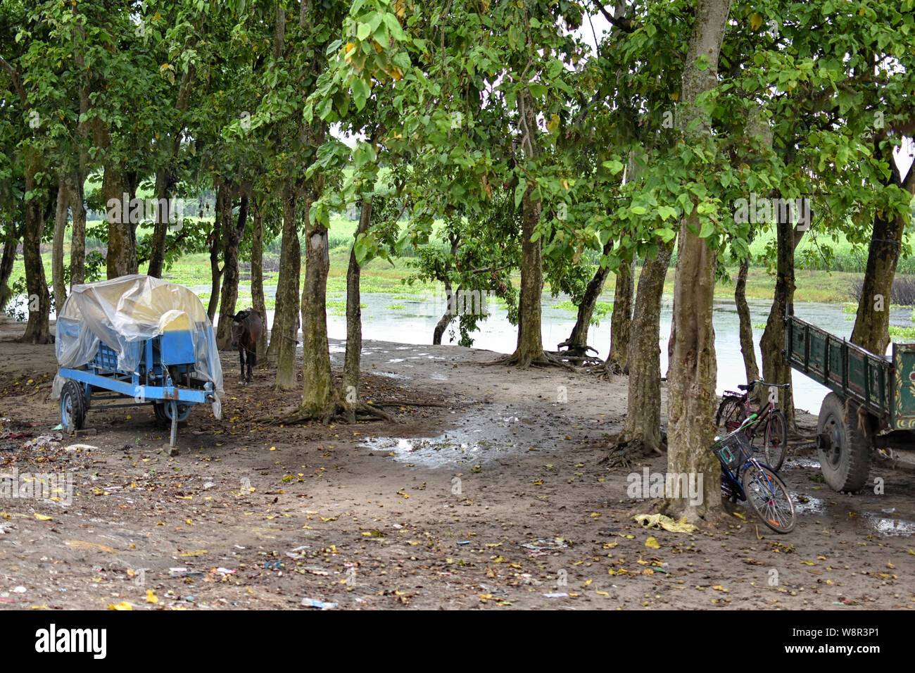 Amazing landscape of Jalangi River, is a branch of the Ganges river in ...