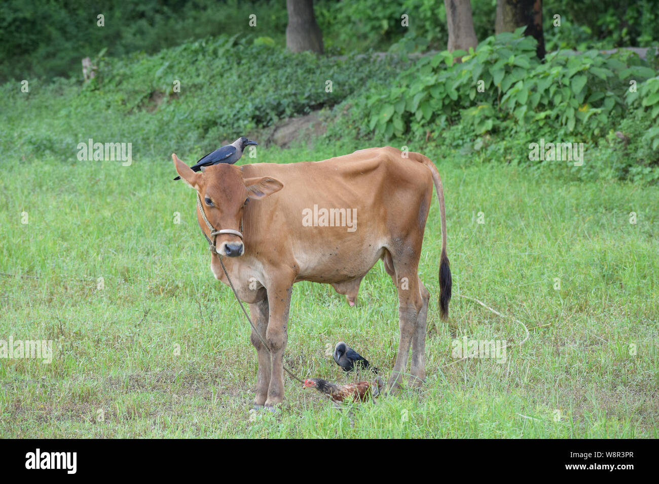 picture of a crow sitting on a cow at a village farm Stock Photo - Alamy