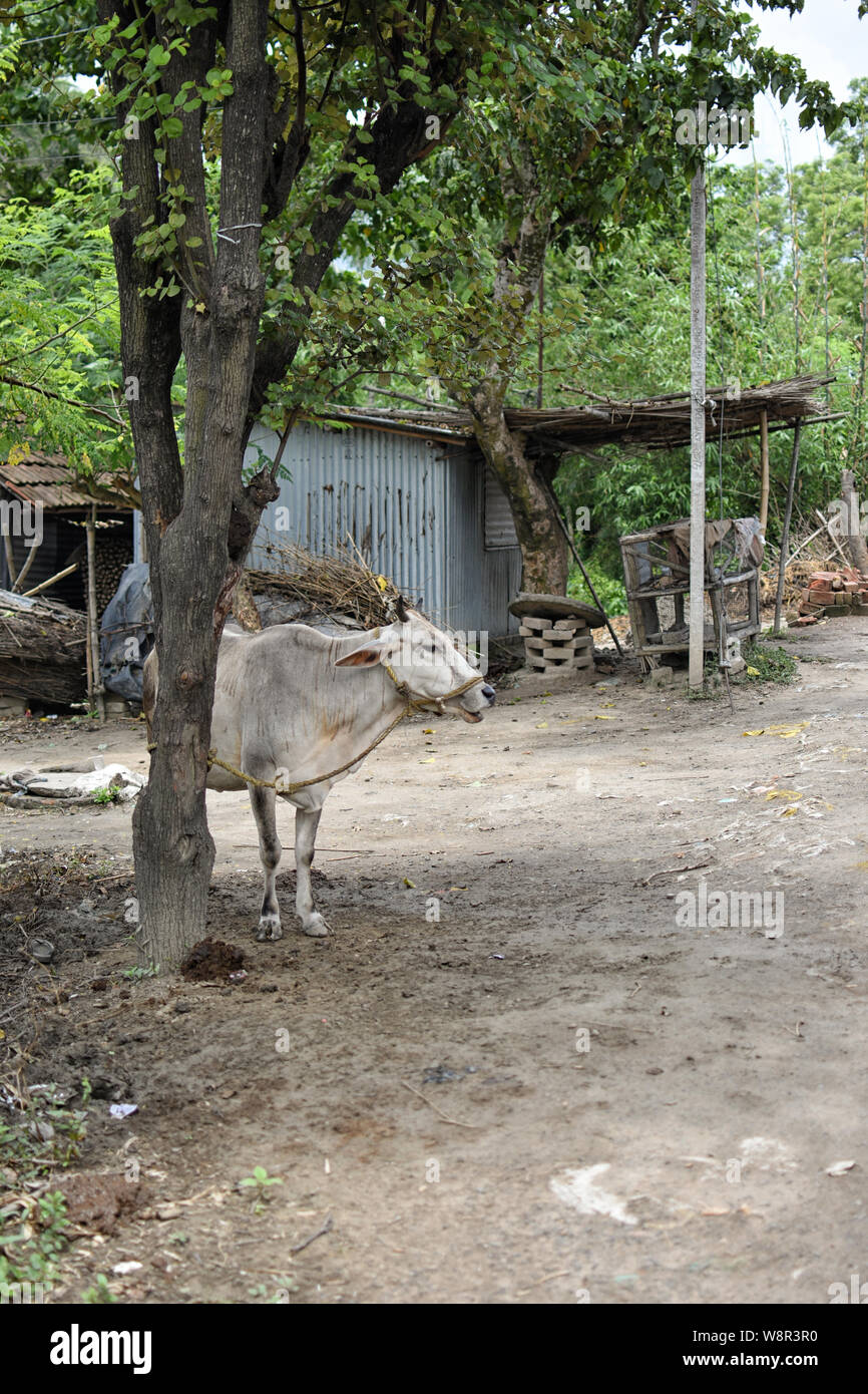picture of a cow beside road in a village in india Stock Photo - Alamy