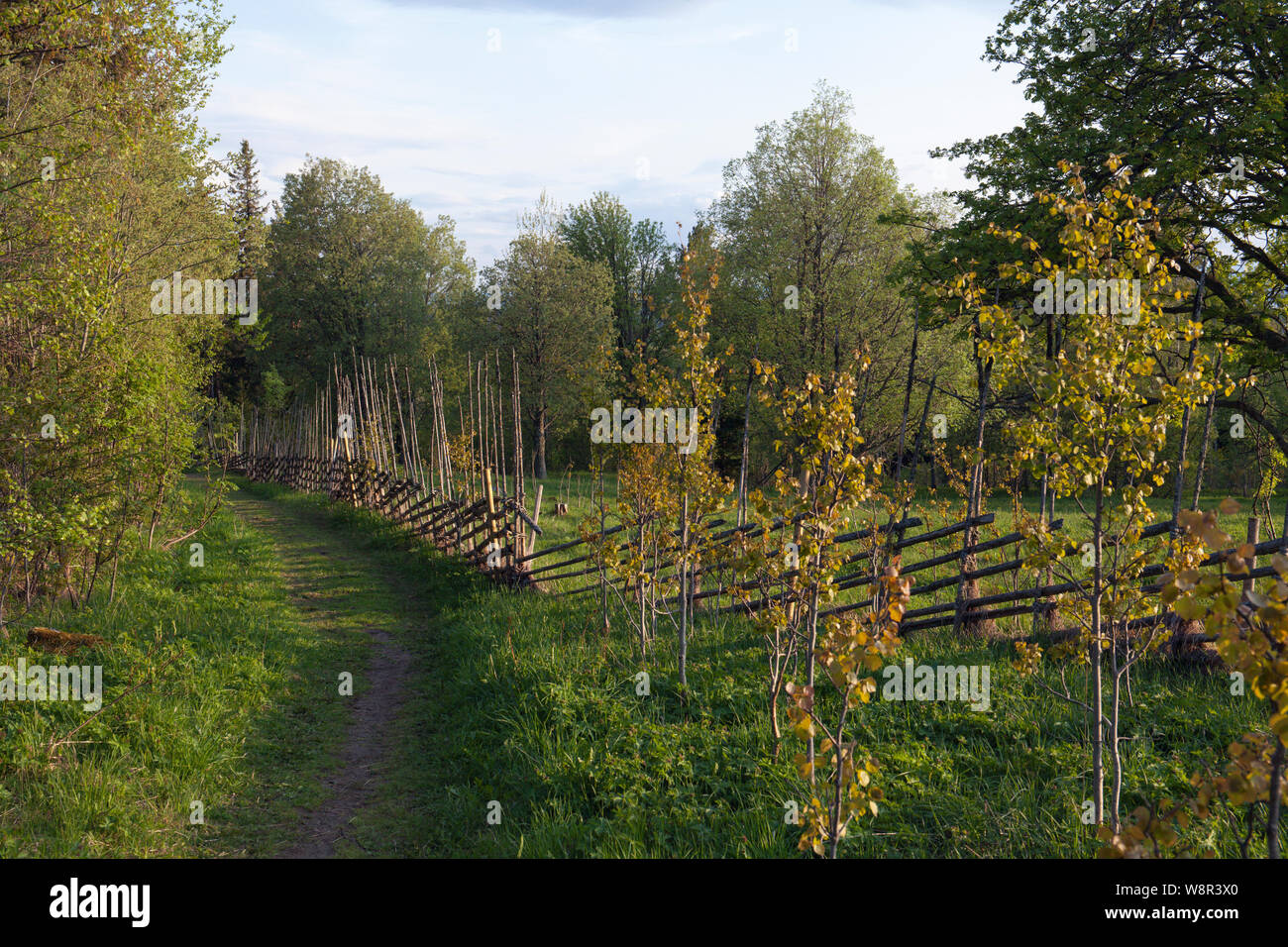 Summer meadow small trail hi-res stock photography and images - Alamy