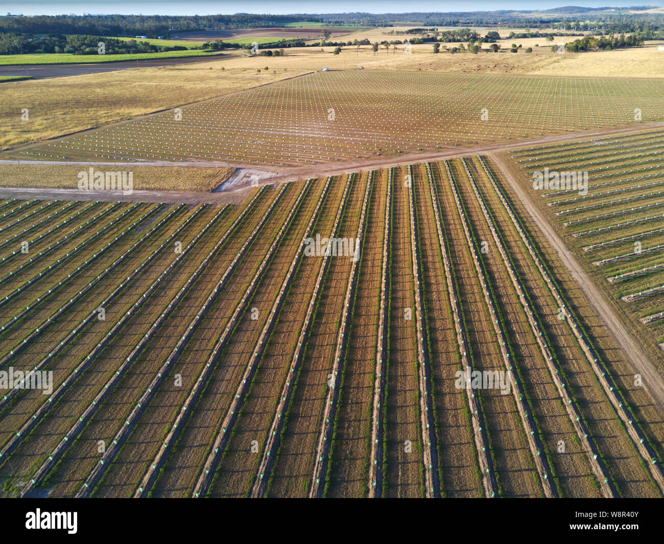 Aerial of the patterns of a newly planted macadamia nut plantation near ...
