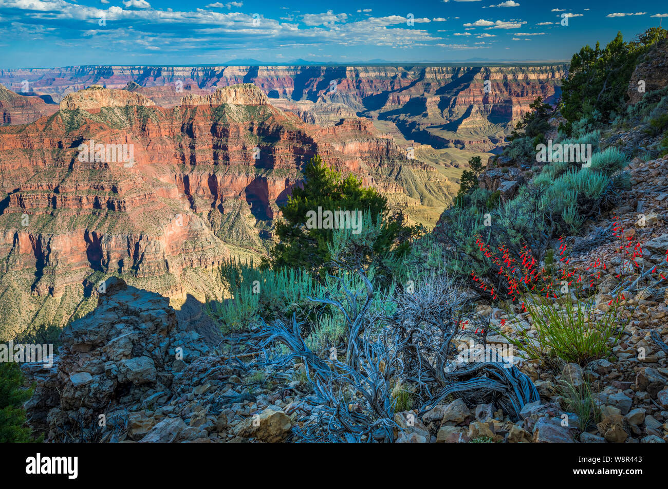 Point Sublime on the North Rim of the Grand Canyon National Park in ...