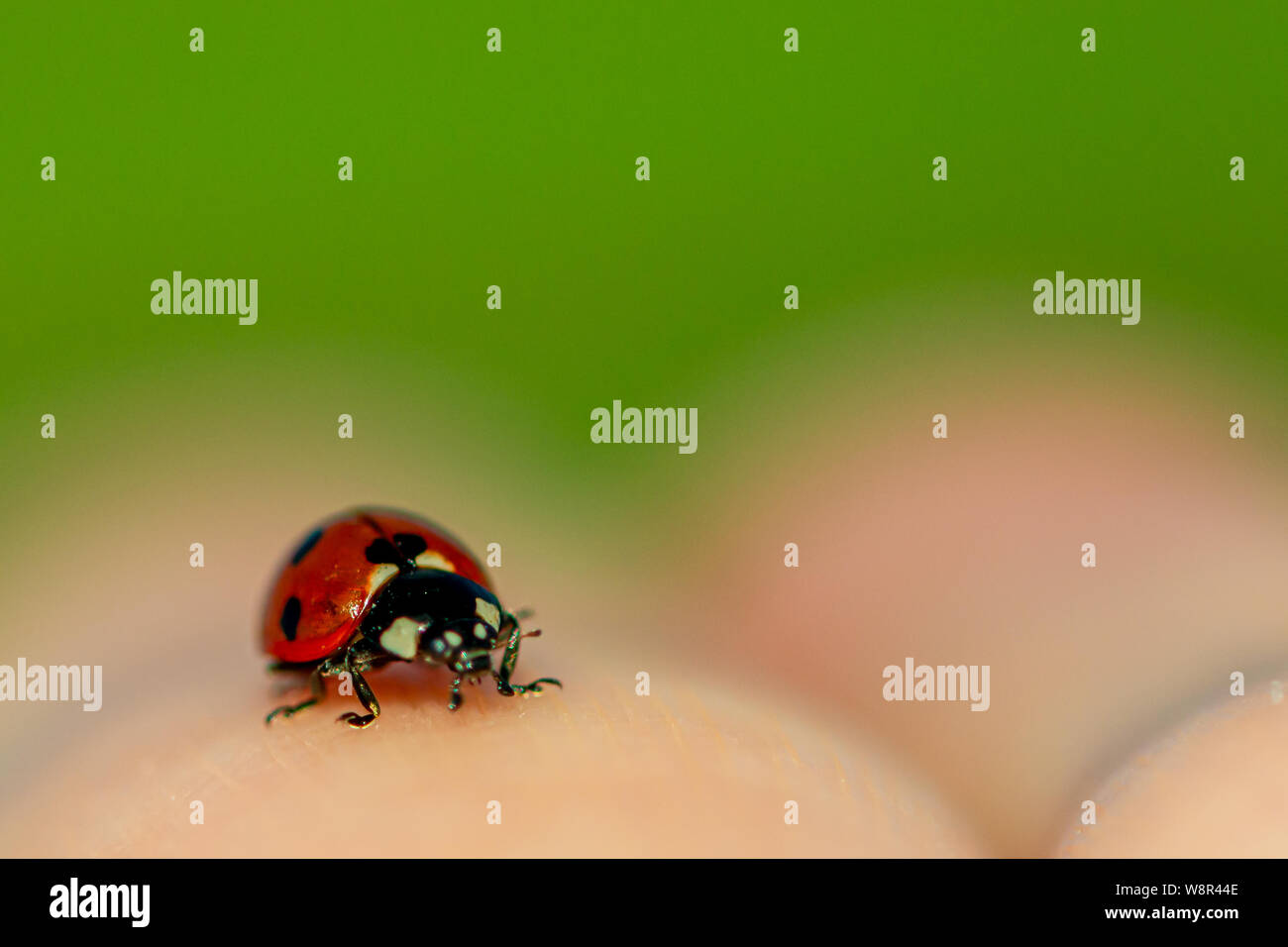 Ladybug close hi-res stock photography and images - Alamy
