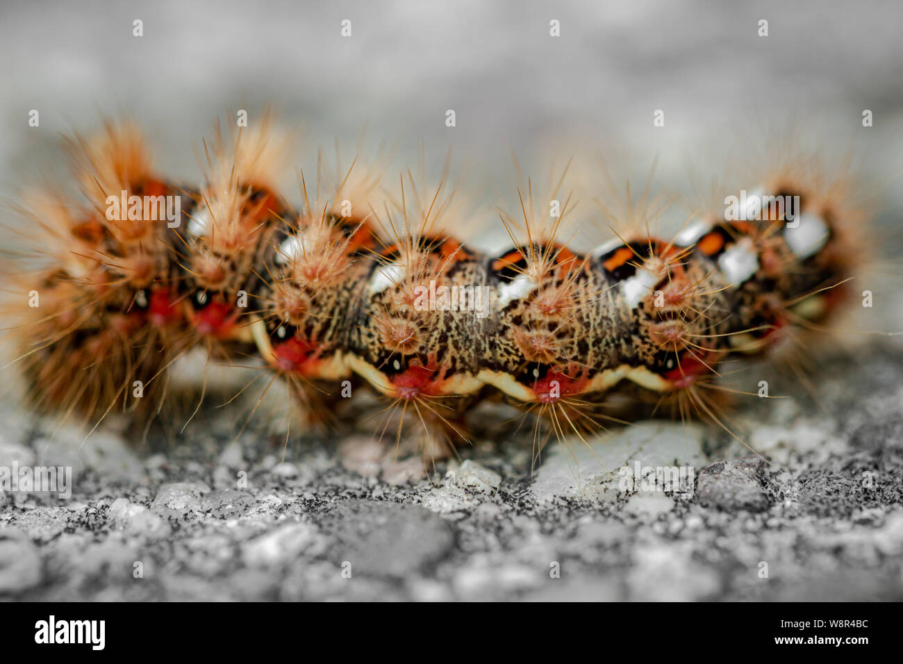 Caterpillar close up view Stock Photo - Alamy