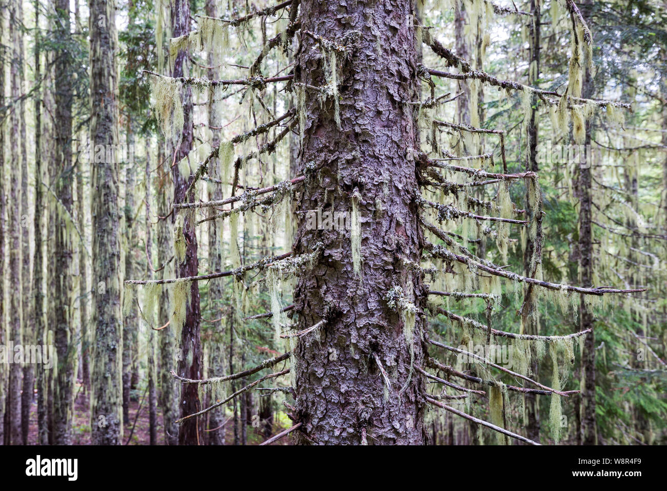 Rain forest with dense vegetation Stock Photo - Alamy