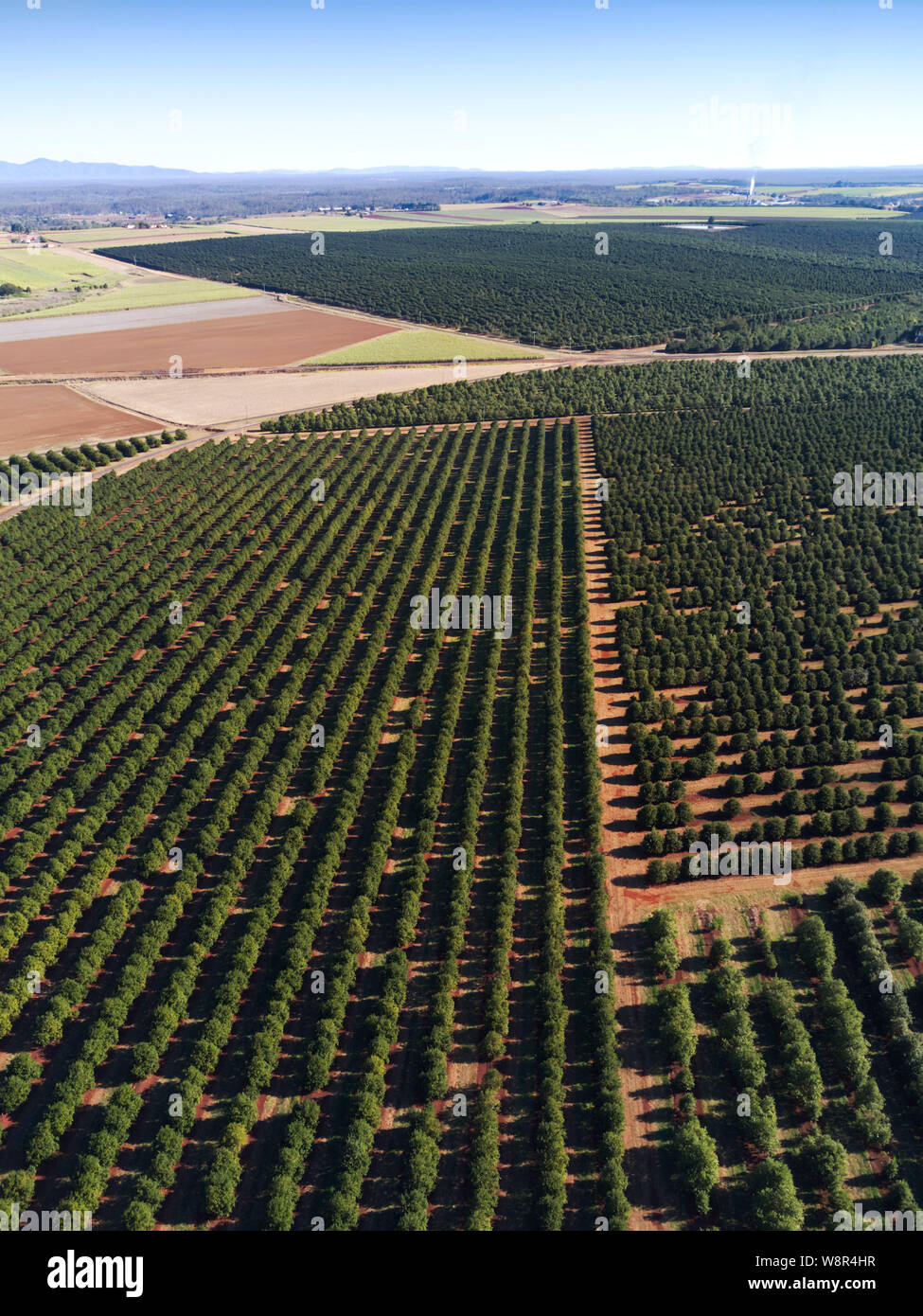 Aerial of the macadamia nut tree plantations that now cover what was ...
