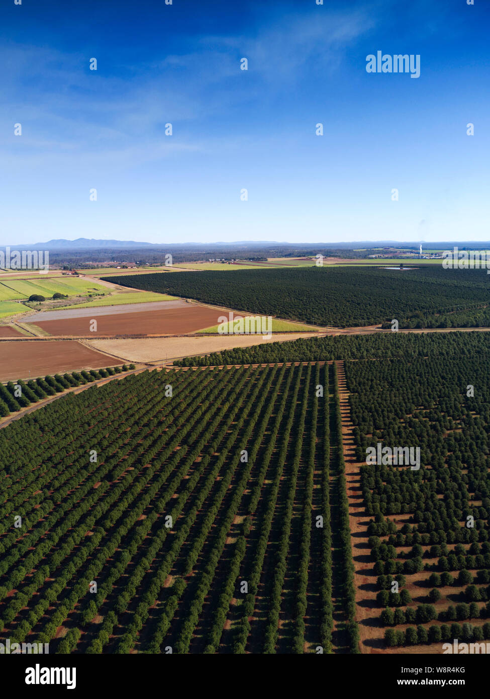 Aerial of the macadamia nut tree plantations that now cover what was ...