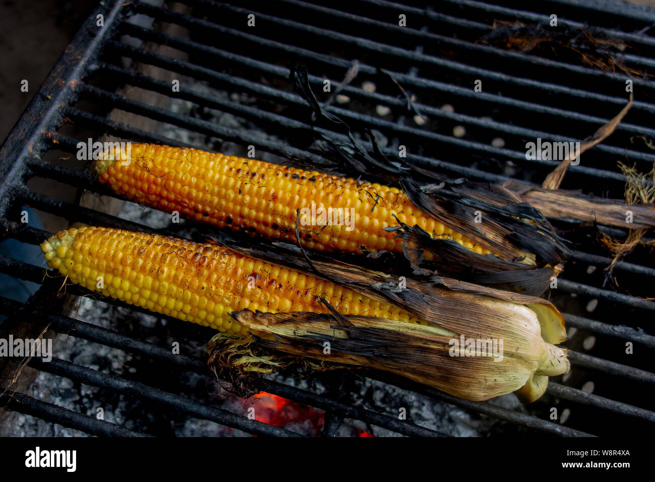 Maize cobs grill. Corn vegetables are fried or baked on open fire ...