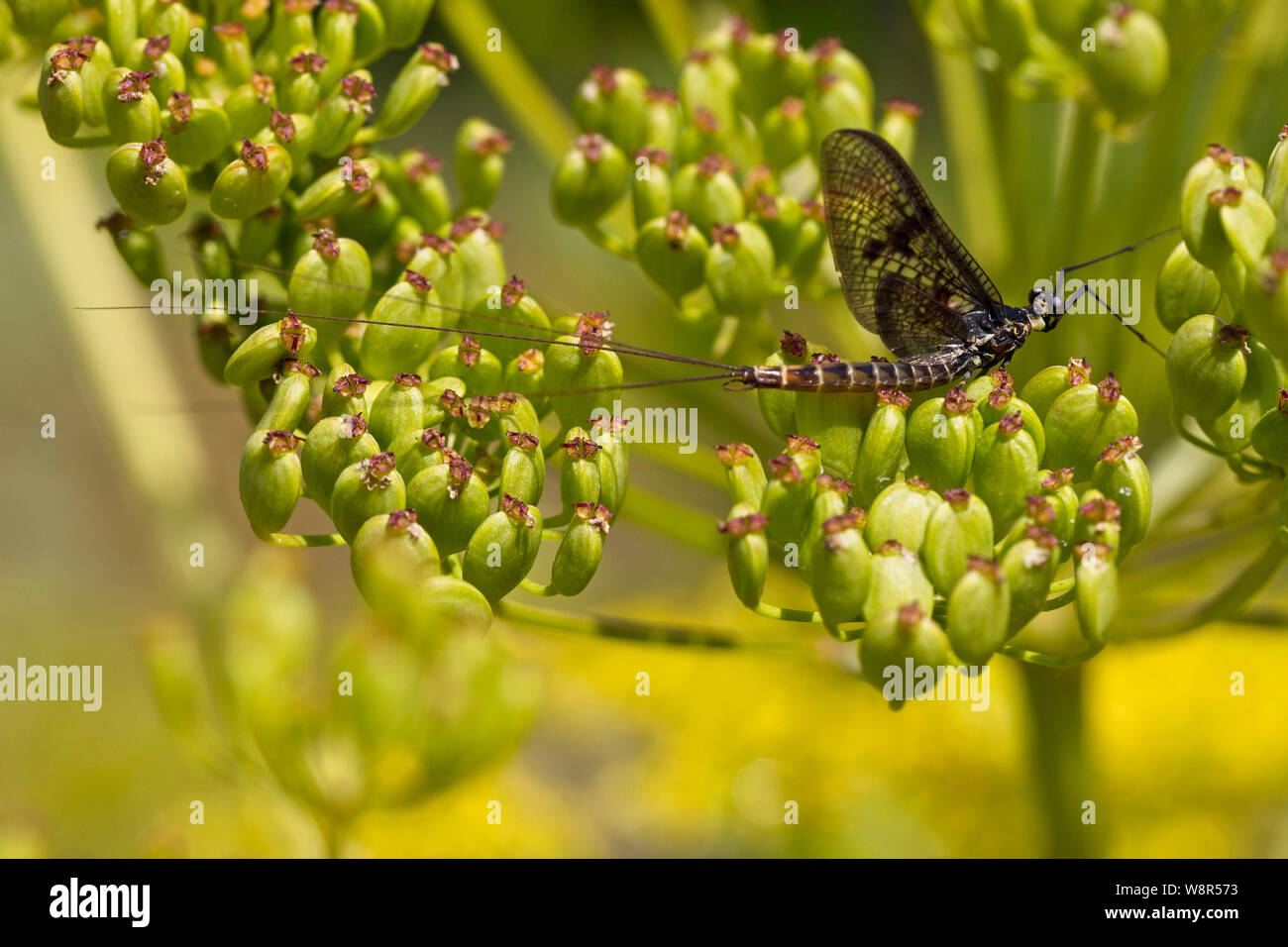 Mayfly wing hi-res stock photography and images - Alamy