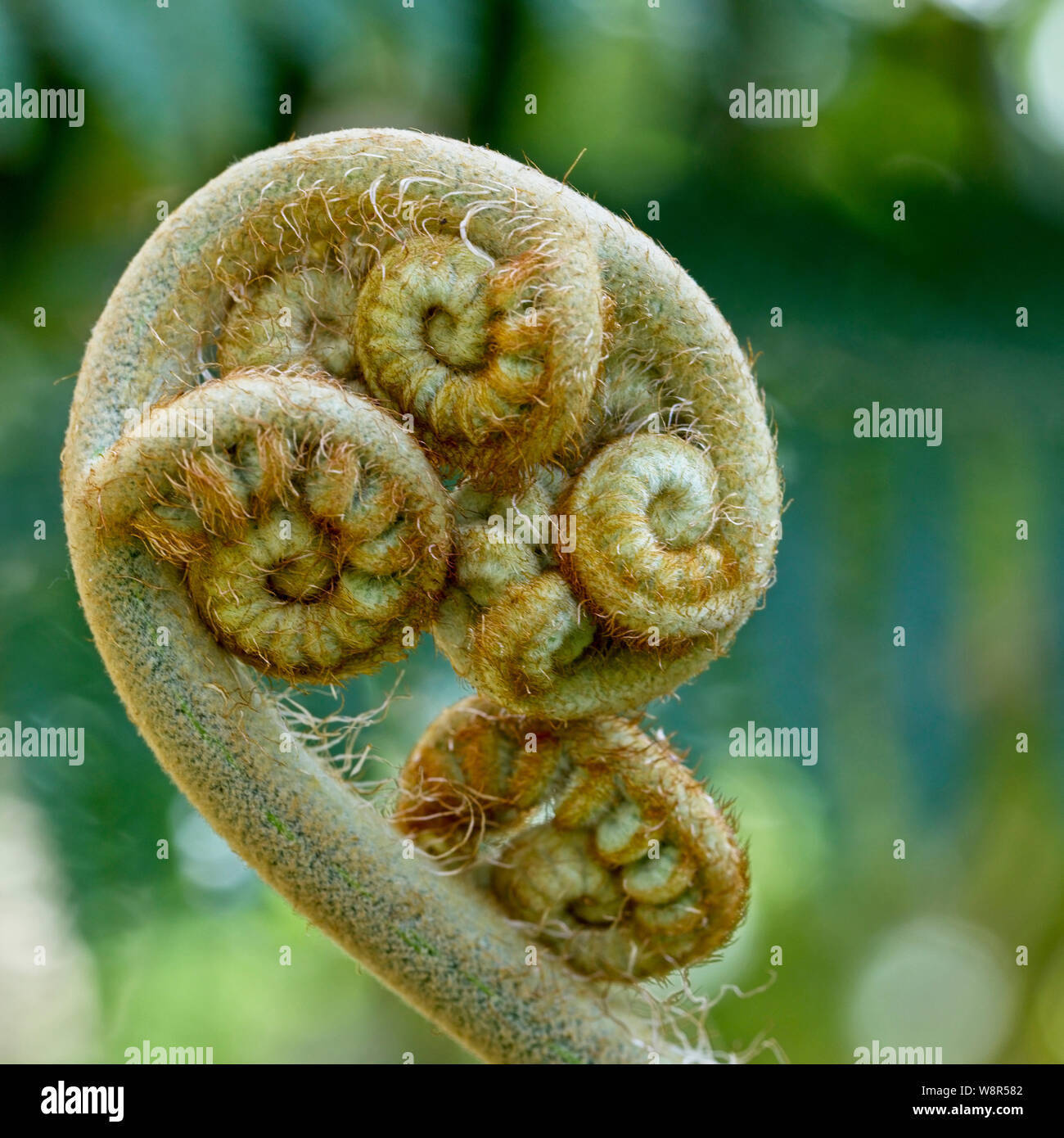 An unfurling fern frond Stock Photo - Alamy