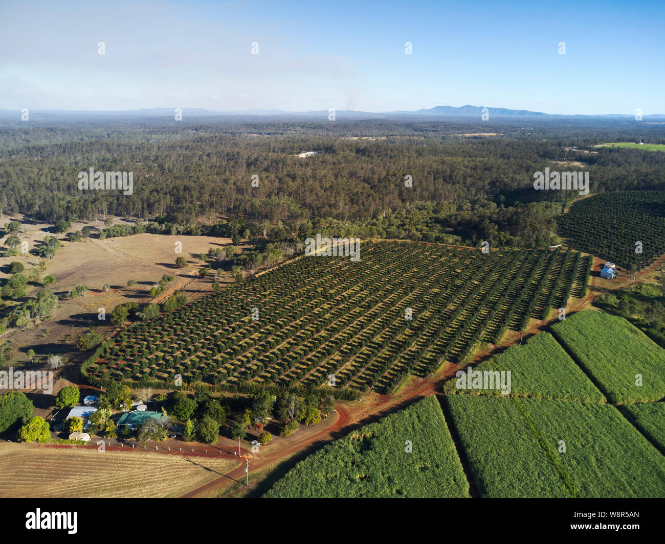 Macadamia nut tree plantation surrounded by the more traditional sugar ...