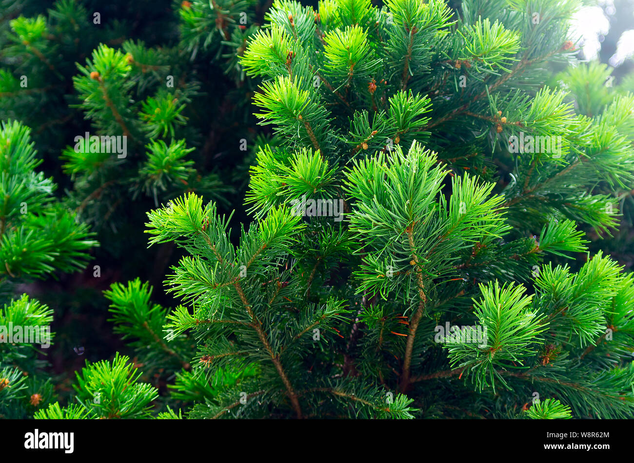 Evergreen tree bright green tips hi-res stock photography and images ...