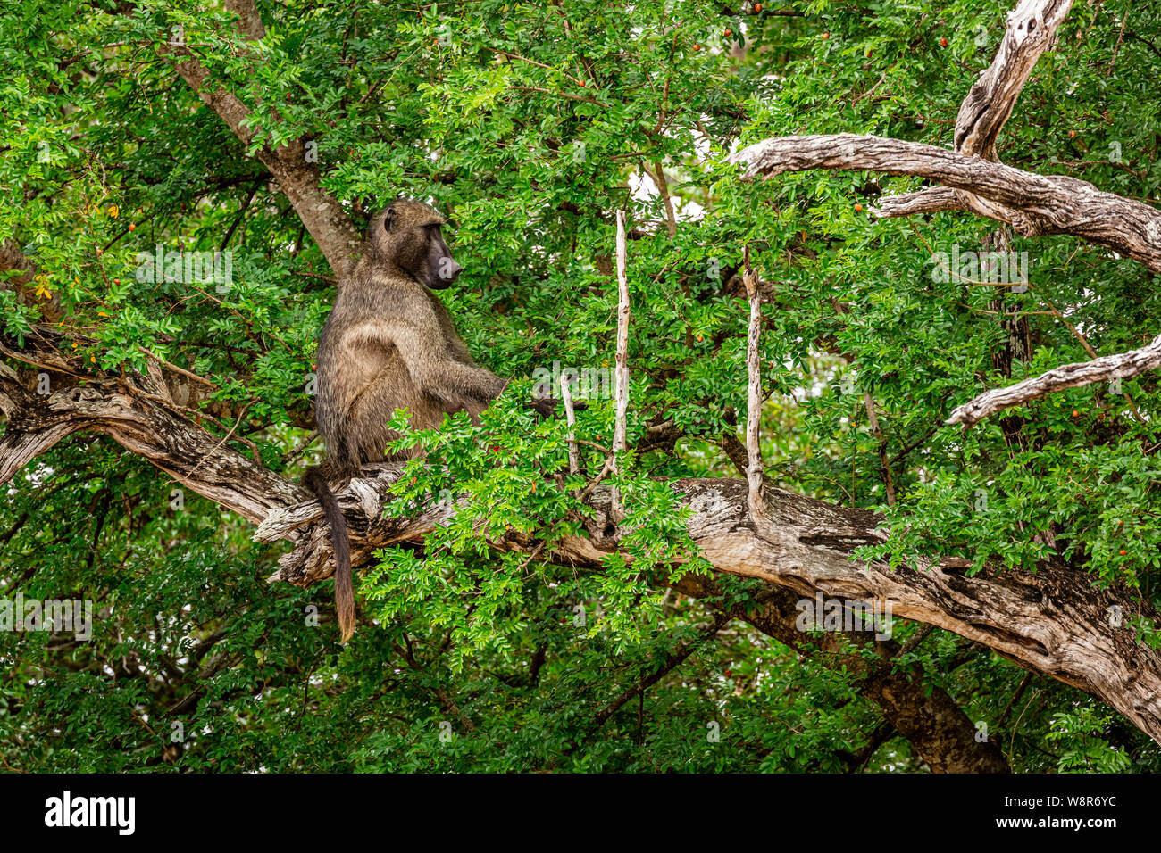 A baboon resting in a tree in Kruger National Park, South Africa Stock ...