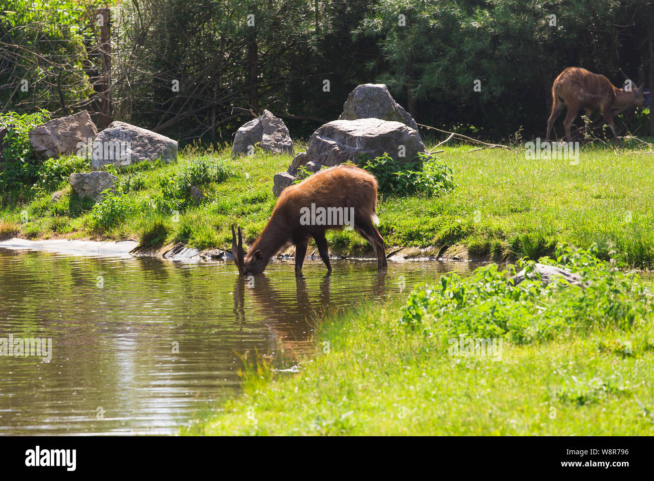 Deer drinking from pond hi-res stock photography and images - Alamy