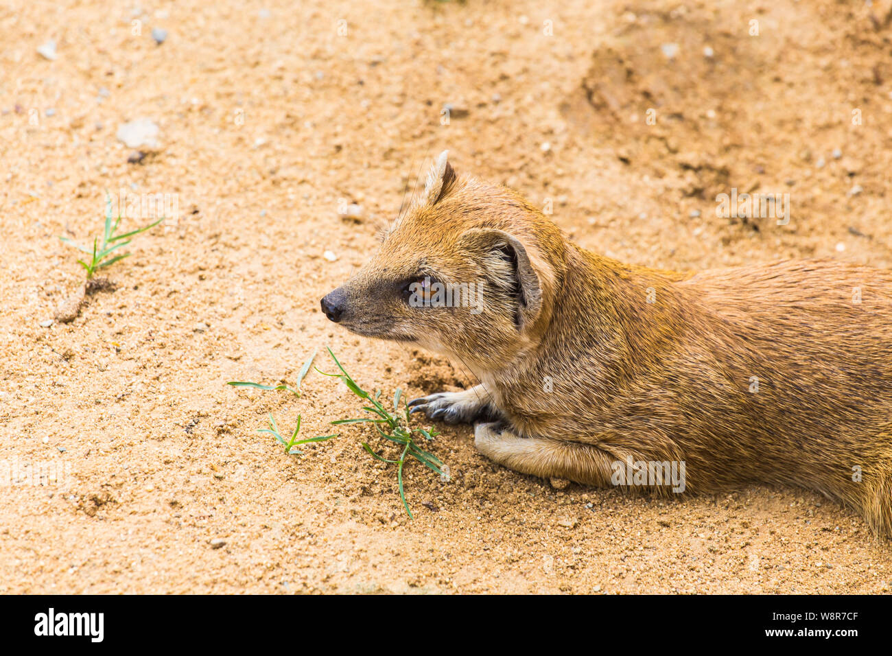 Funny small yellow mongoose stands on sandy clay soil. Concept of ...
