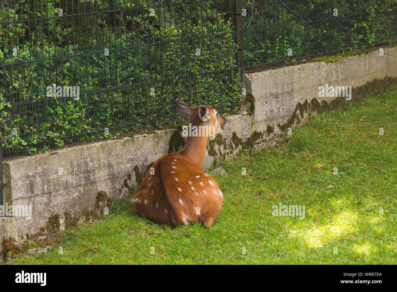 Back view of roe deer on the meadow. Zoo, wild animals and mammal ...