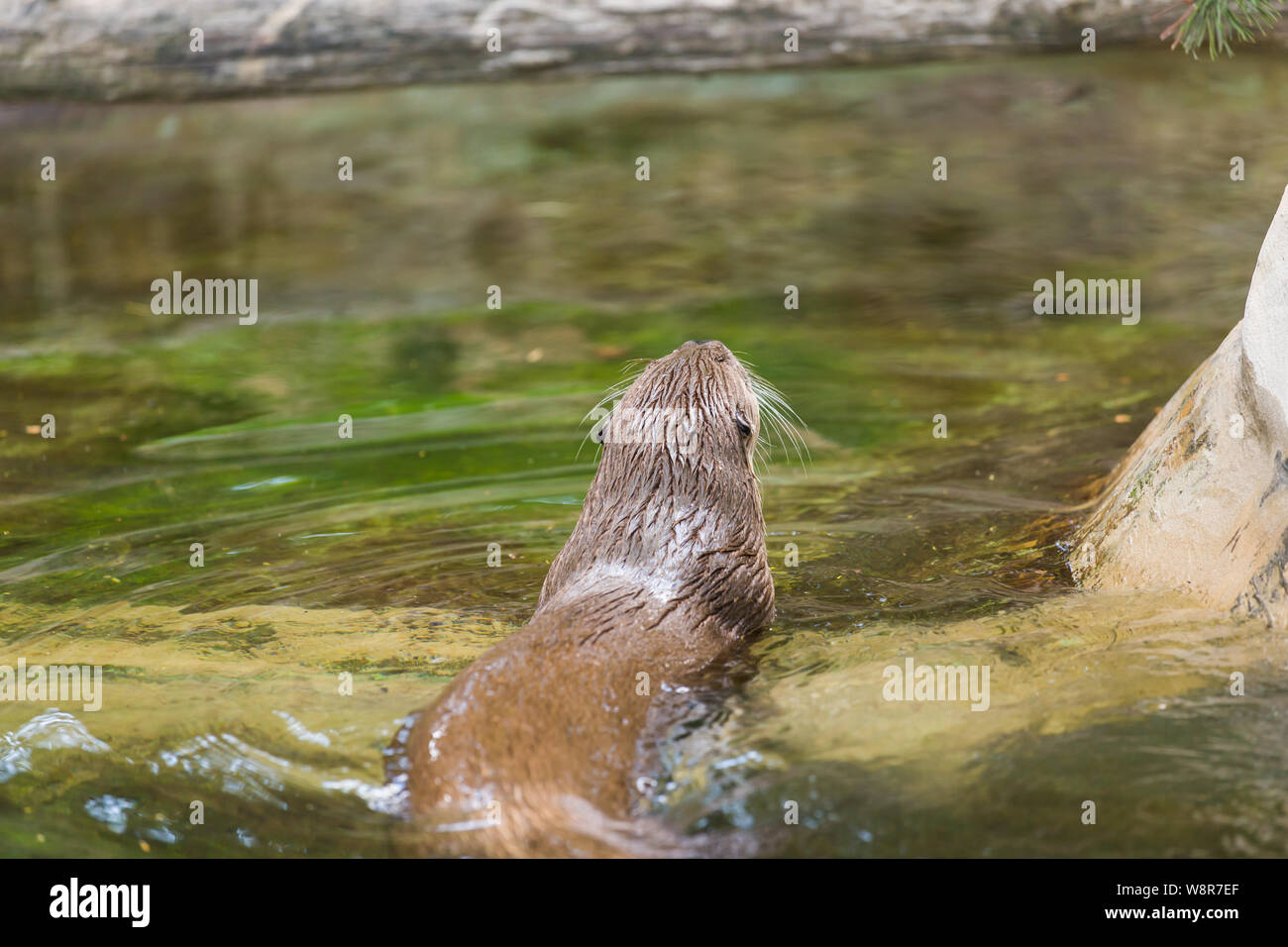Close up wet mouse sitting hi-res stock photography and images - Alamy