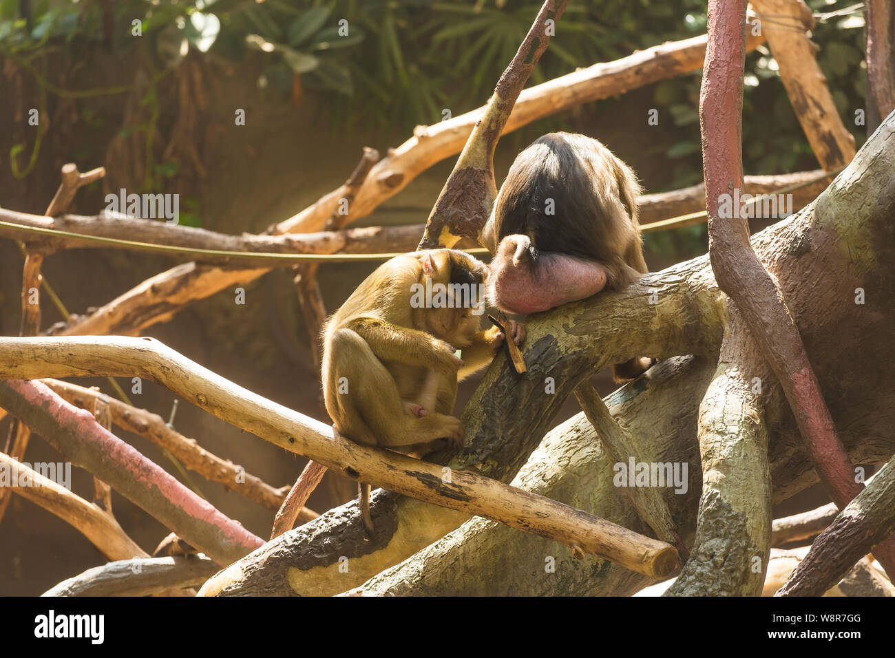 Monkey siting hi-res stock photography and images - Alamy