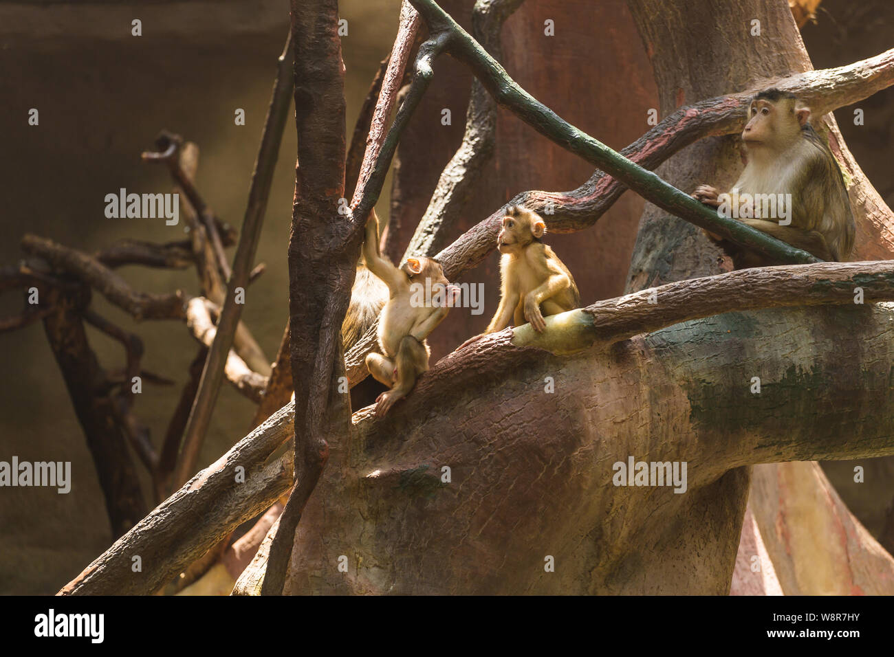 Cute little monkeys are sitting on the branches of a spreading tree and ...