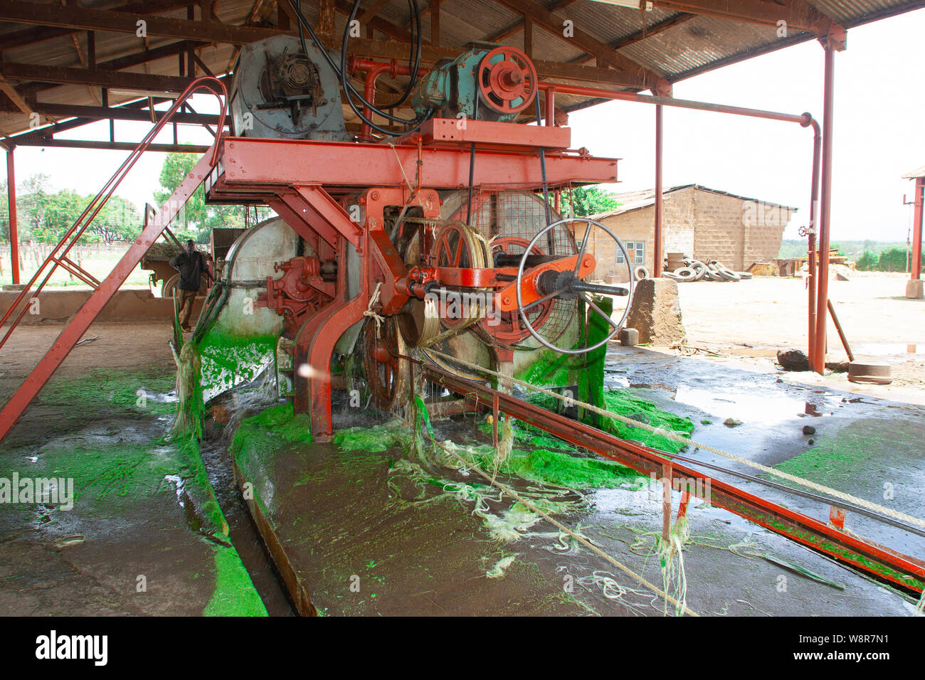 SISAL HEMP - INDUSTRY Agave plants from which is produced a fibre used ...