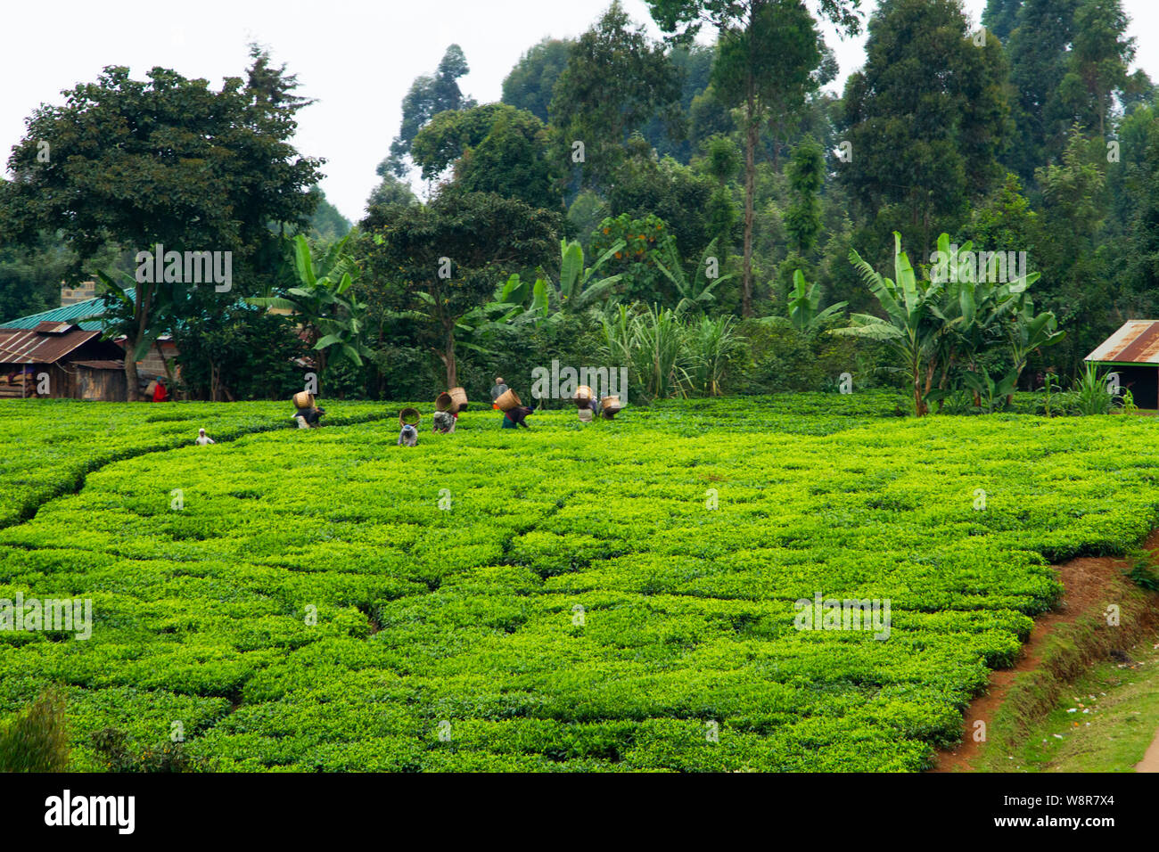 Tea plantations in Kenya Stock Photo - Alamy