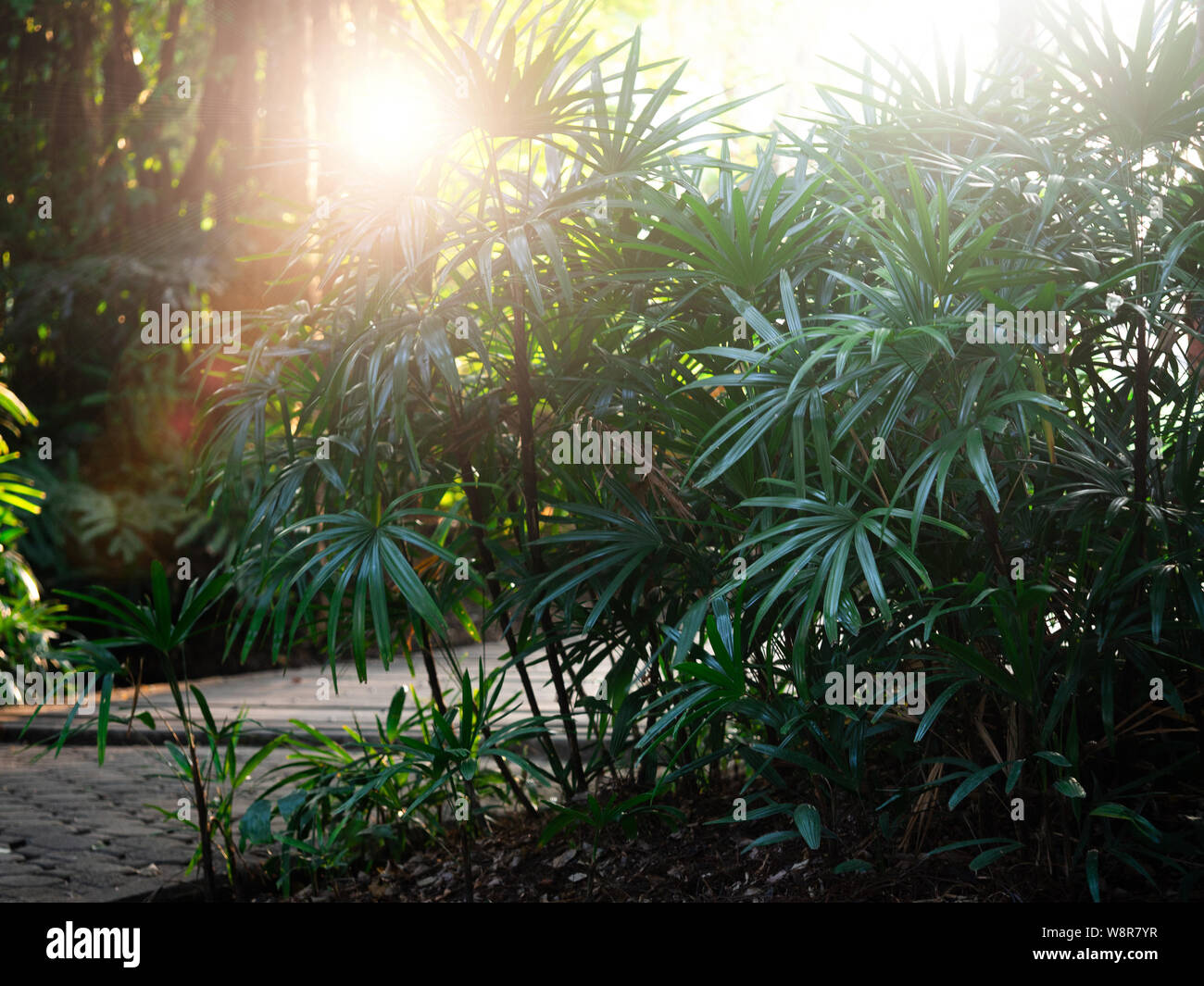 The sun light shines through the trees.Lens Flare Stock Photo - Alamy