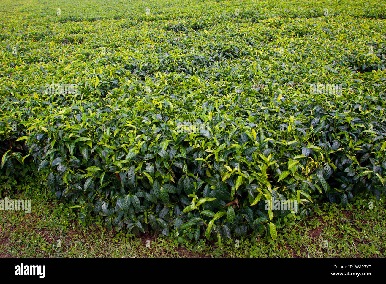 Tea plantations in Kenya Stock Photo - Alamy