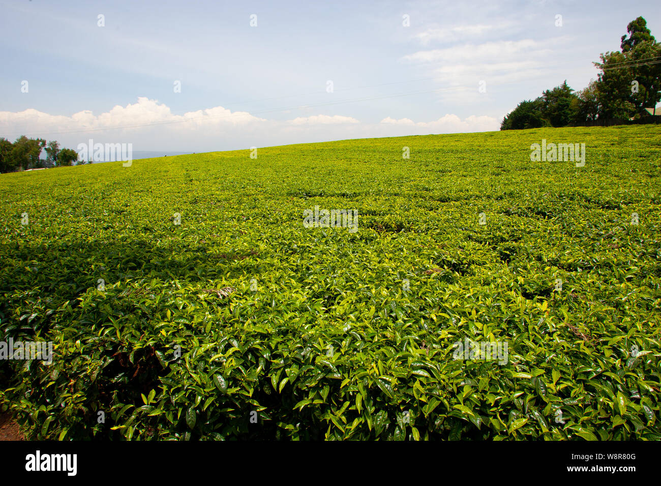 Tea plantations in Kenya Stock Photo - Alamy