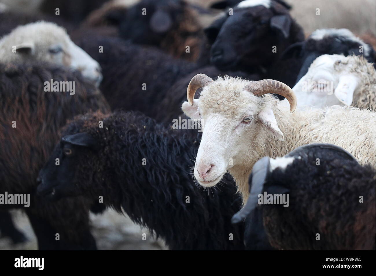 Selling Sheep High Resolution Stock Photography and Images - Alamy