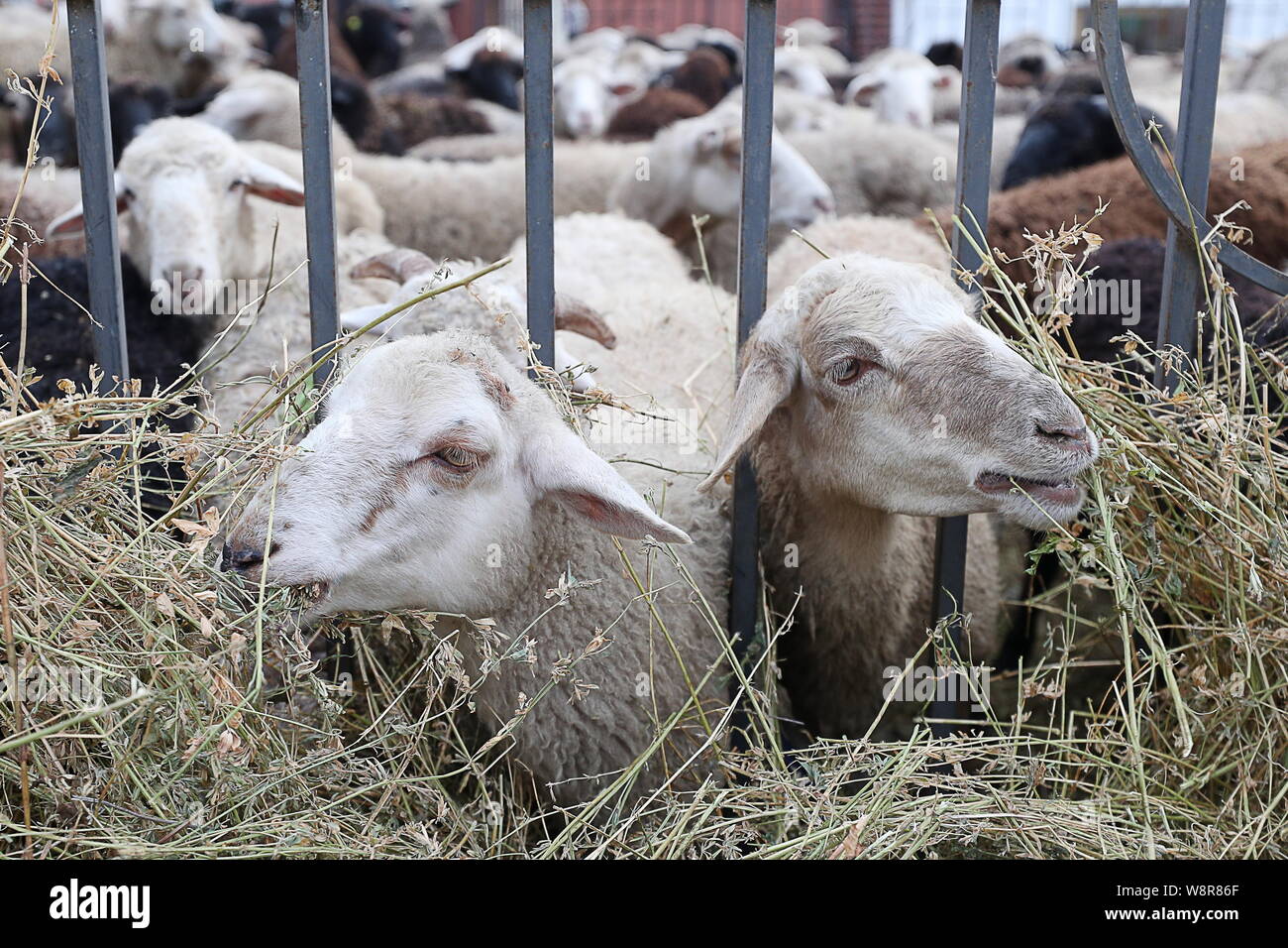 Selling Sheep High Resolution Stock Photography and Images - Alamy
