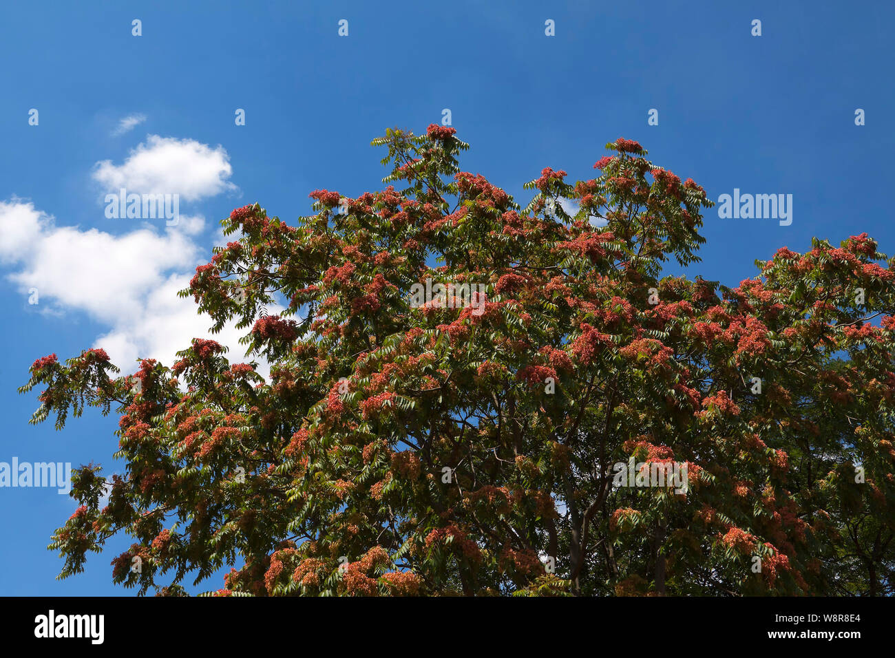 Tree of heaven and stink tree hi-res stock photography and images - Alamy