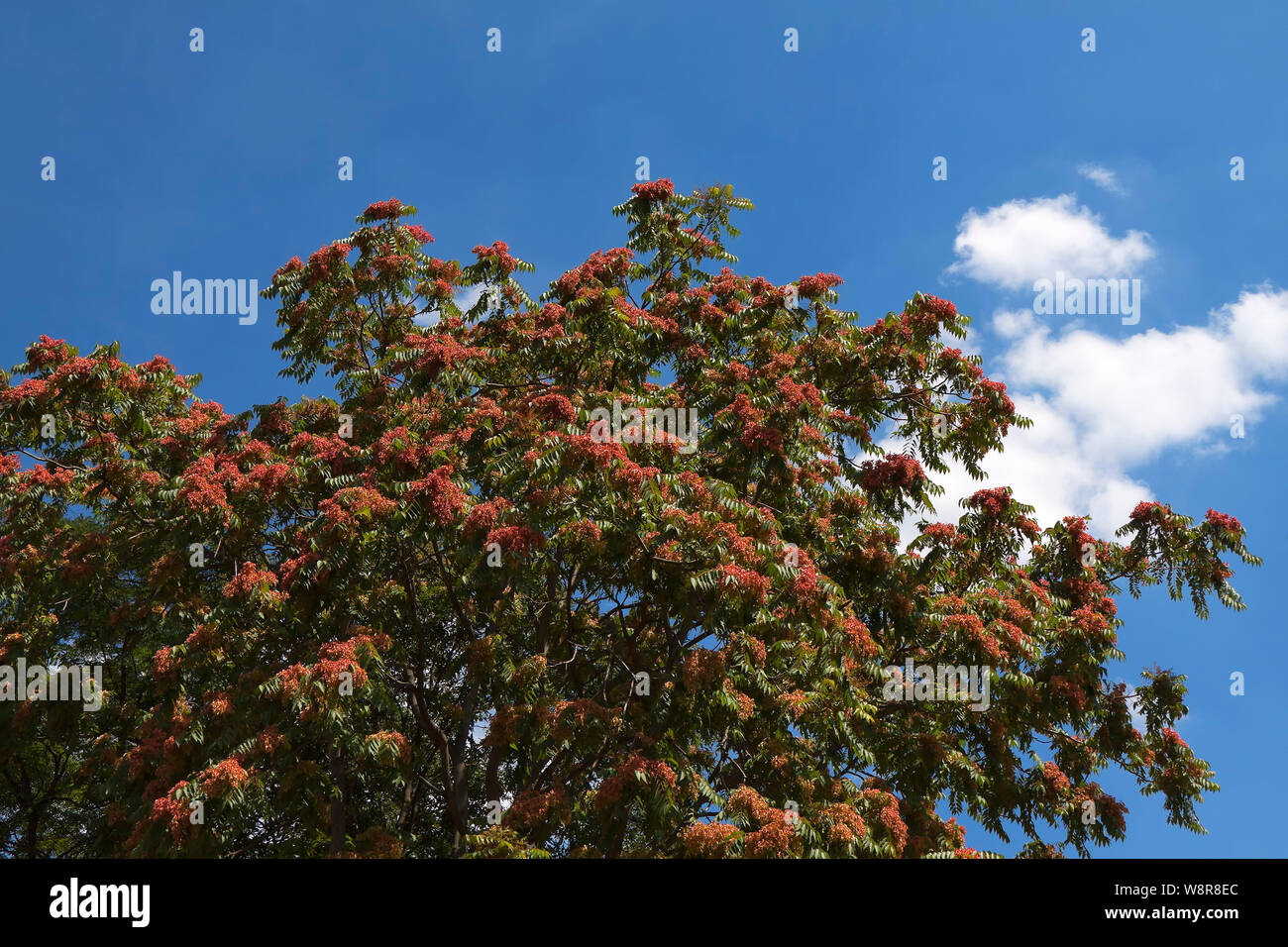 Tree Of Heaven High Resolution Stock Photography and Images - Alamy