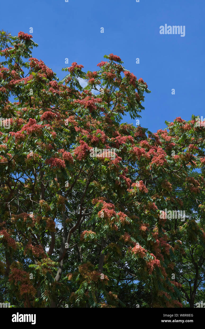Tree of heaven and stink tree hi-res stock photography and images - Alamy