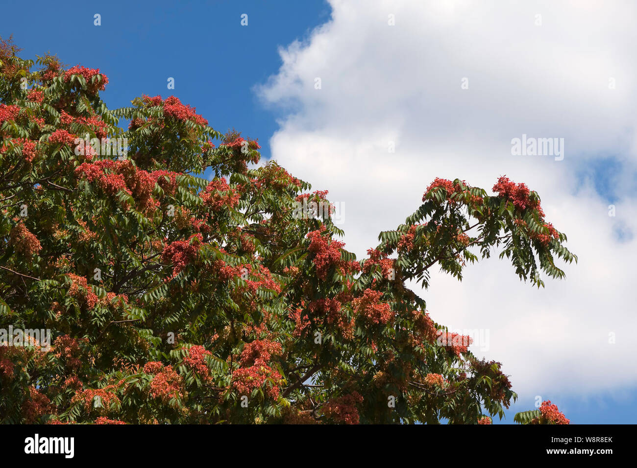Tree of heaven and stink tree hi-res stock photography and images - Alamy
