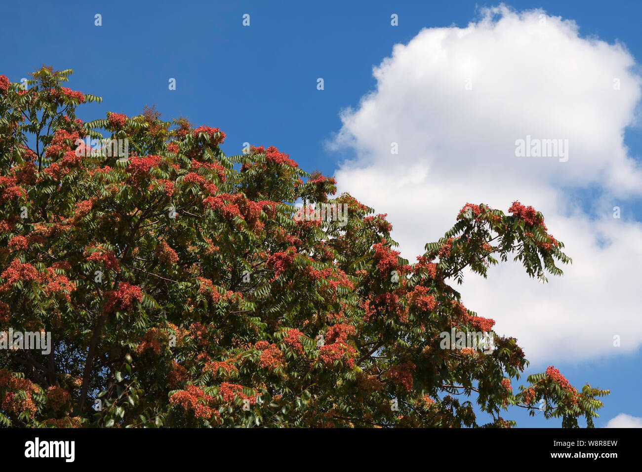 Tree Of Heaven High Resolution Stock Photography and Images - Alamy