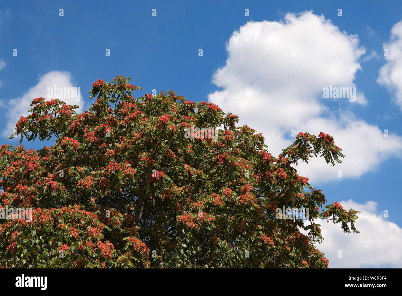 Tree heaven ailanthus altissima flowering hi-res stock photography and ...