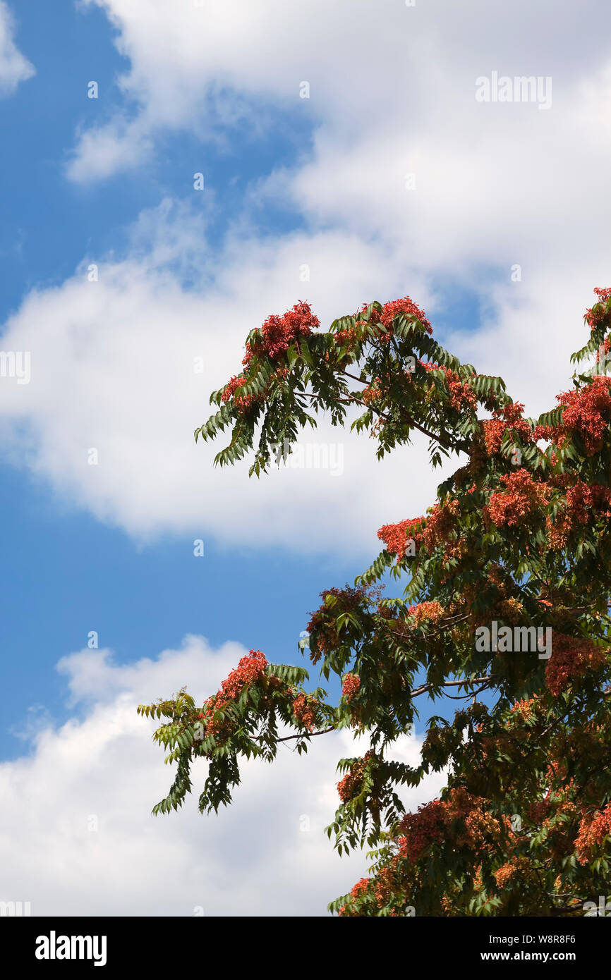 Tree of heaven and stink tree hi-res stock photography and images - Alamy