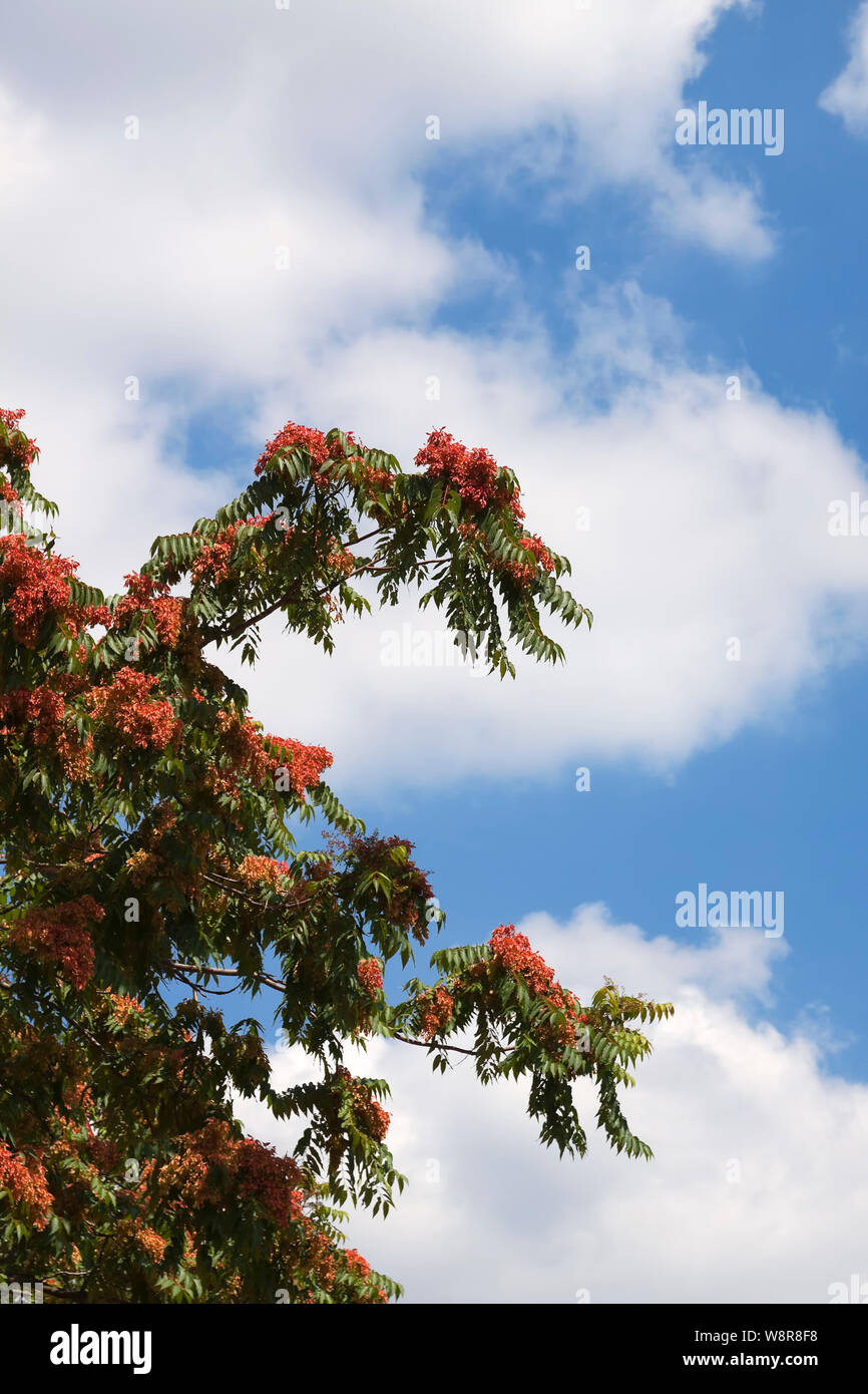 Tree of heaven and stink tree hi-res stock photography and images - Alamy