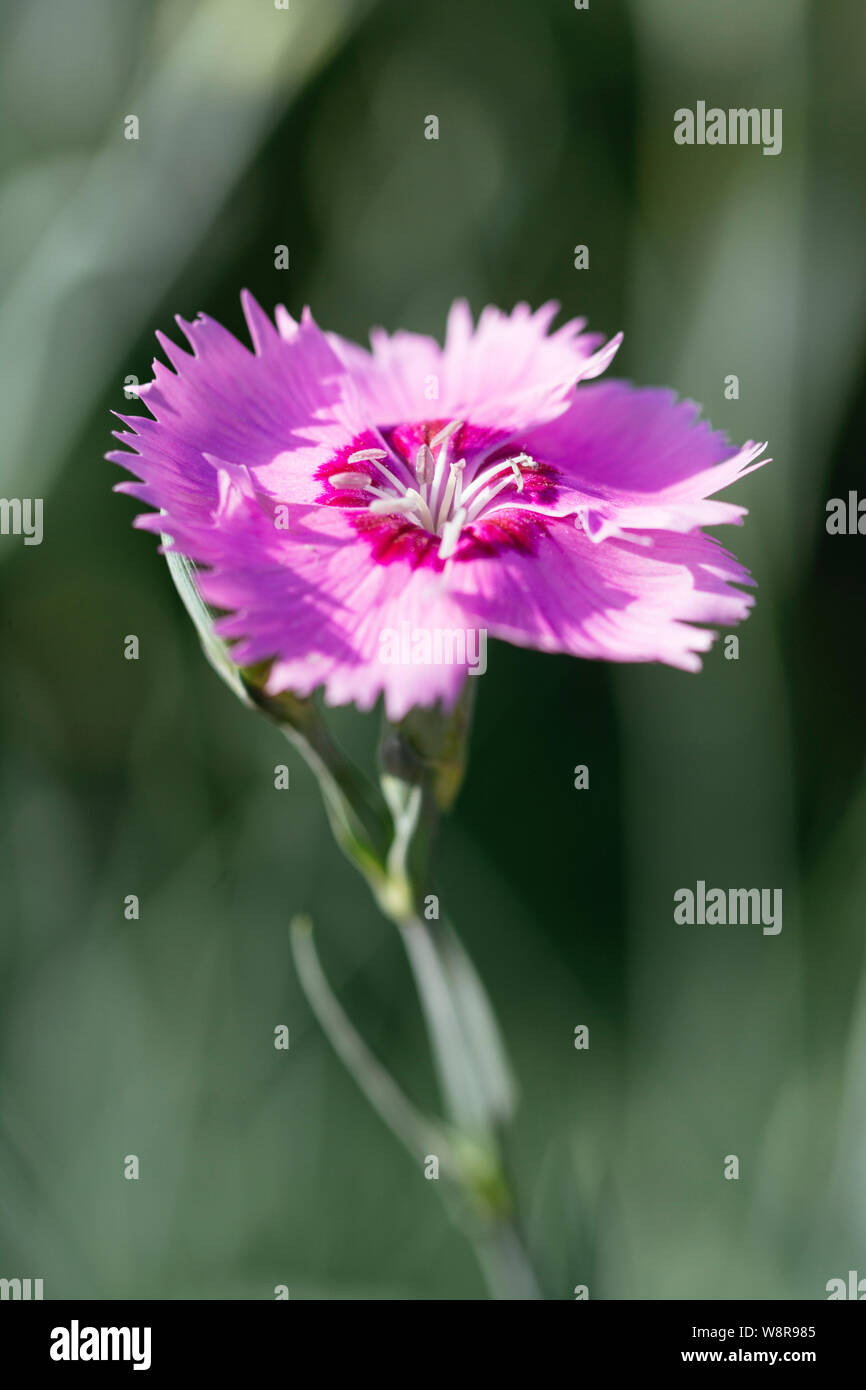 Dianthus flower garden hi-res stock photography and images - Alamy