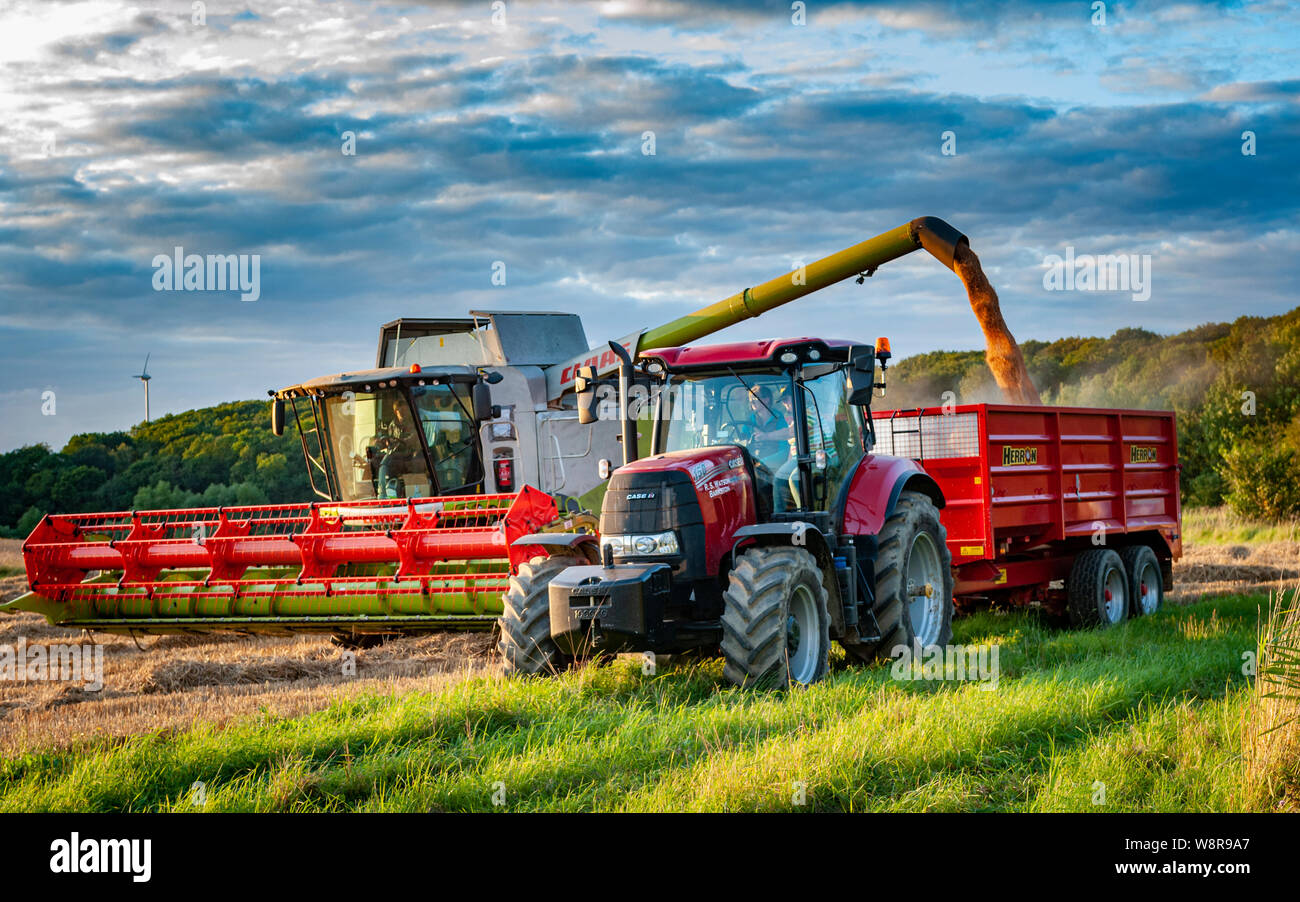 Transfering the wheat from the combine harvester to a trailer to be ...