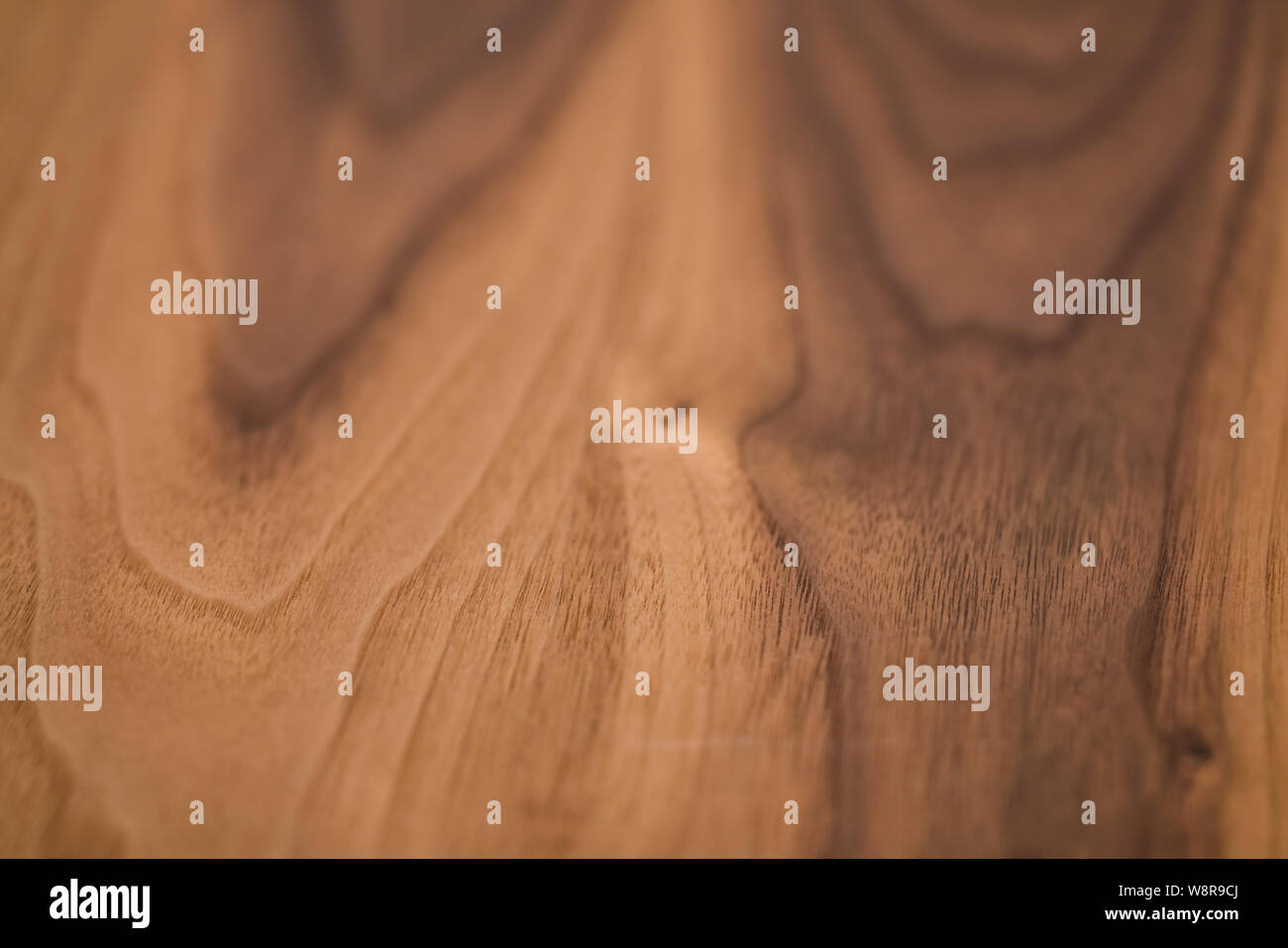 Closeup of real black walnut wood texture with natural grain, shallow ...
