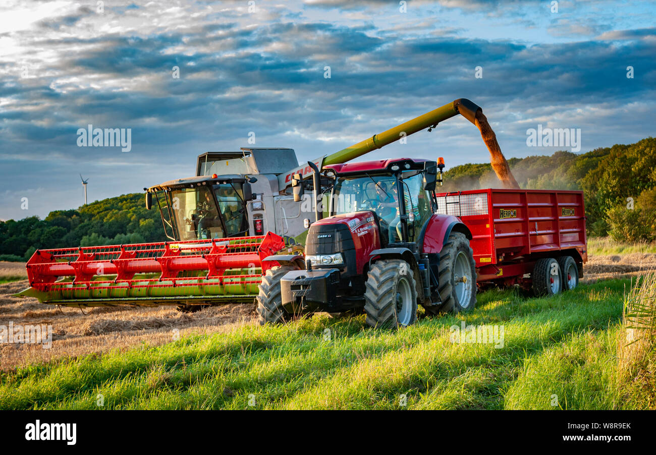 Transfering the wheat from the combine harvester to a trailer to be ...