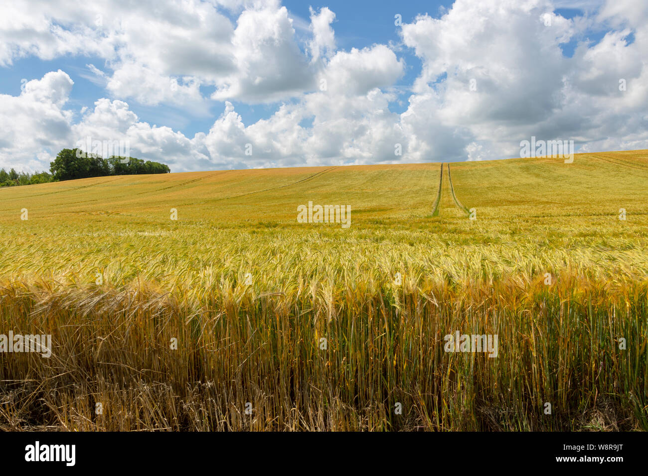 Barely crop hi-res stock photography and images - Alamy