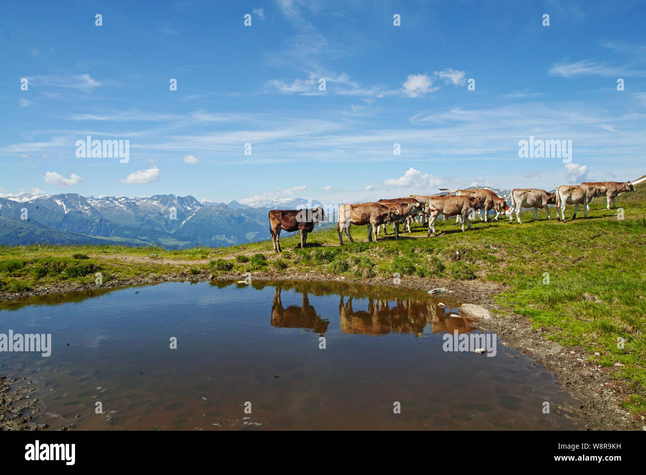 Brown alpine dairy cows hi-res stock photography and images - Alamy