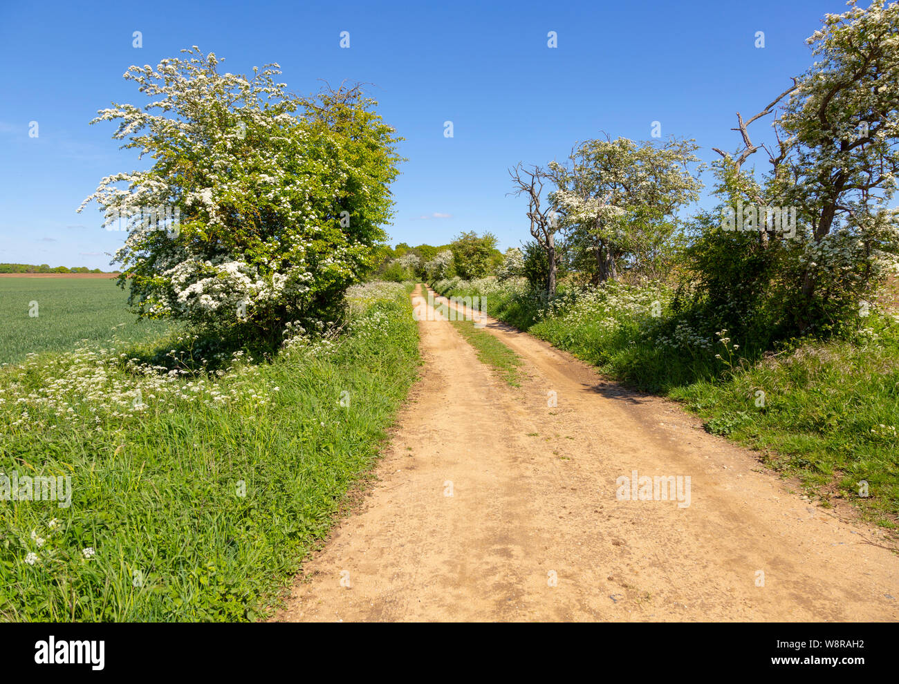 Unmade road track pathway hi-res stock photography and images - Alamy